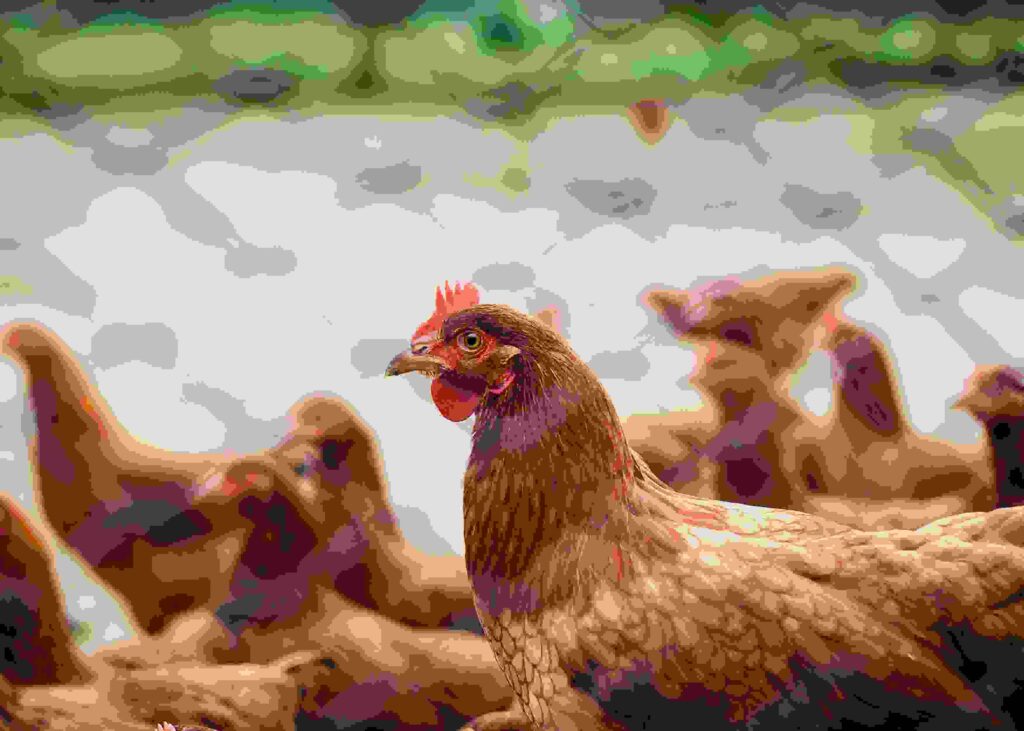 Chicken Theft Lands Two Friends in Jail - Parallel Facts